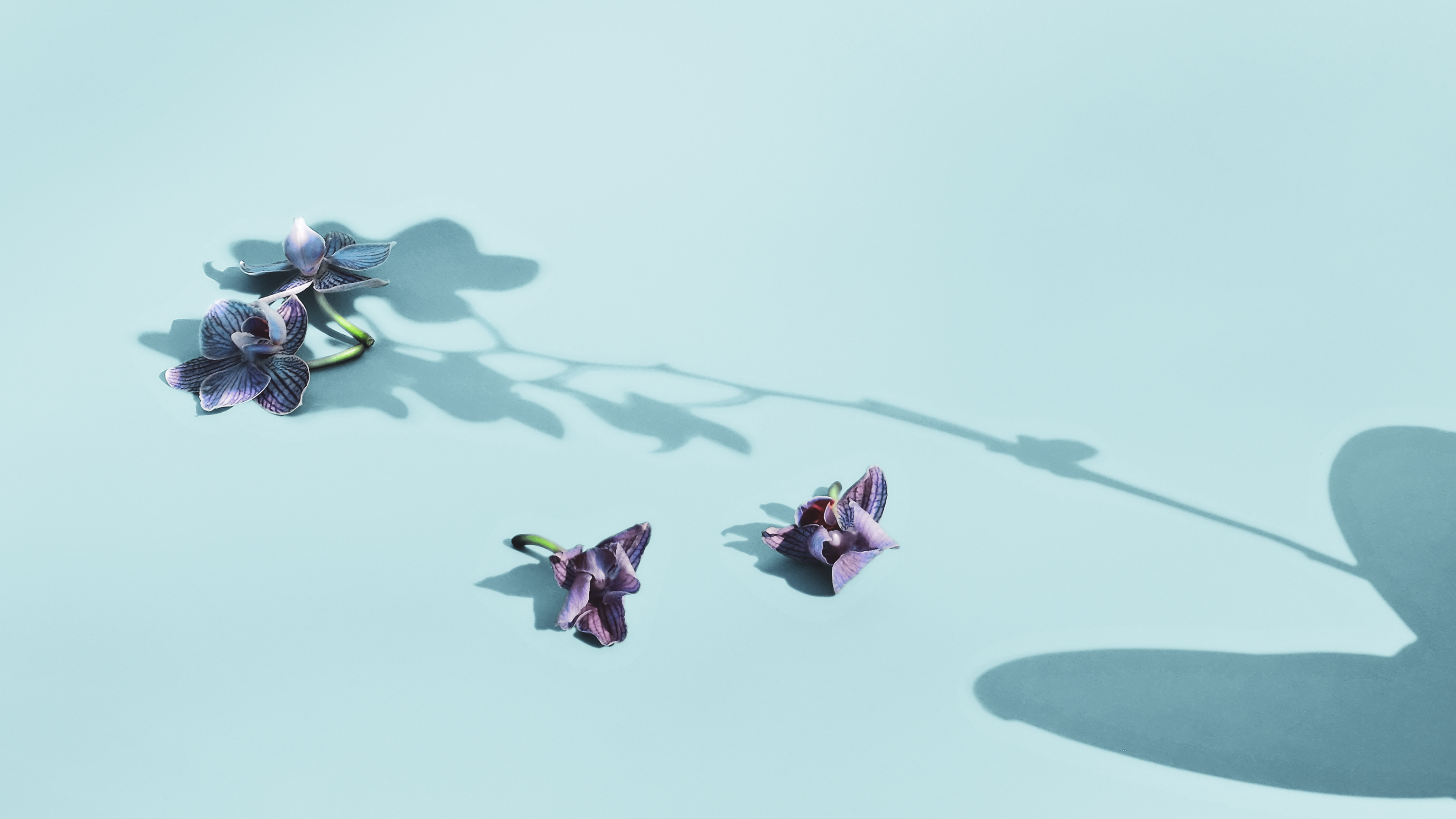 Bunga-bunga Layu di Taman Harapan - Christianity Today dalam Bahasa ...